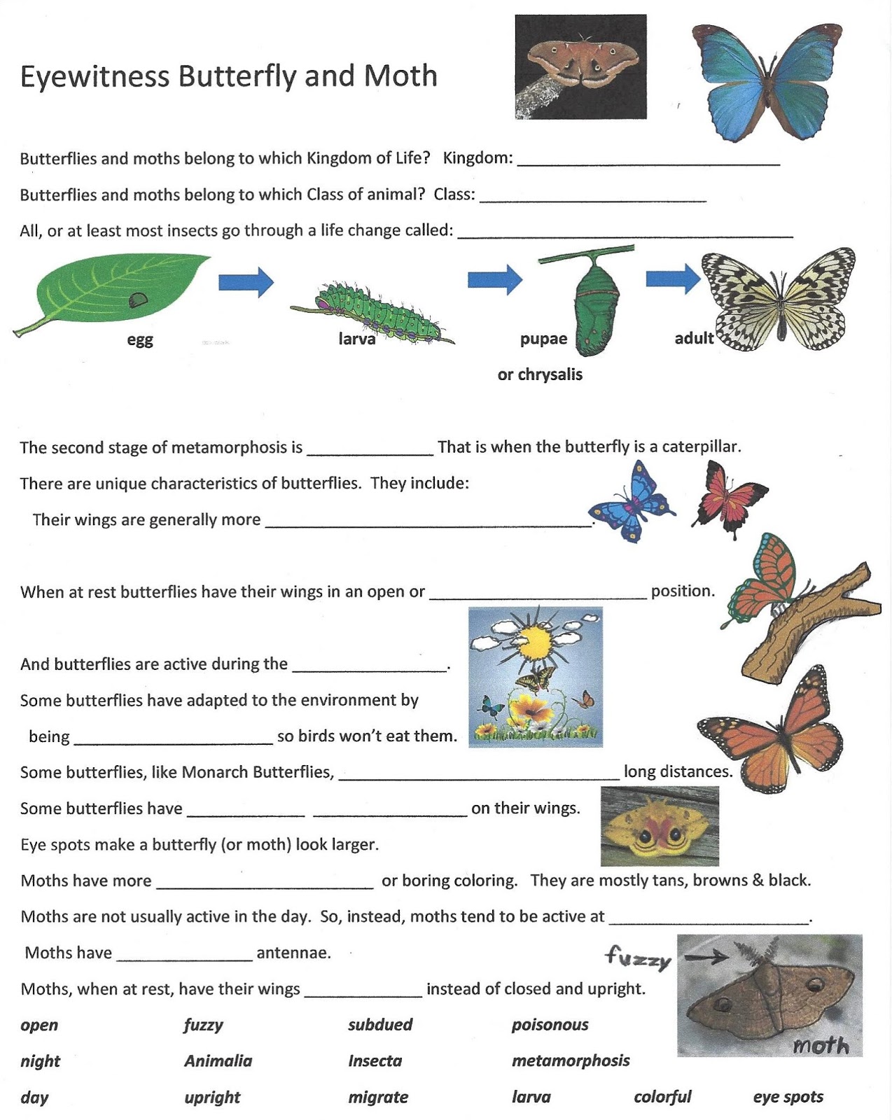 Robin's Great Coloring Pages: Worksheets for Eyewitness: Insect ...
