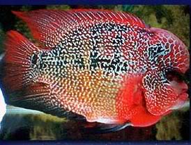Flowerhorn The Hybrid Cichlids: Golden Monkey