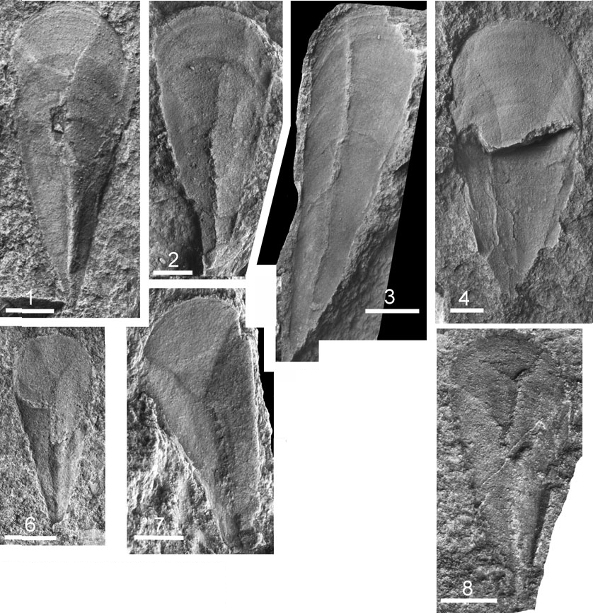Sciency Thoughts: Hyoliths from the Early Cambrian Murray Shale of ...