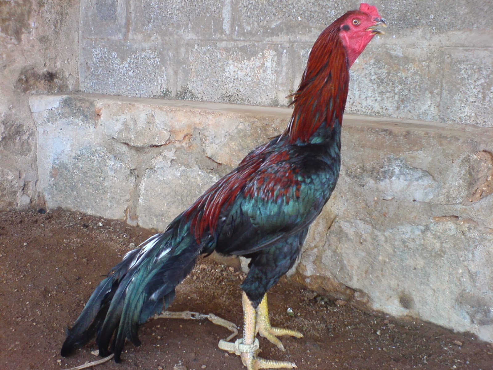 கட்டு சேவல் - KATTU SEVAL - SANDAI SEVAL - FIGHTING ROOSTER