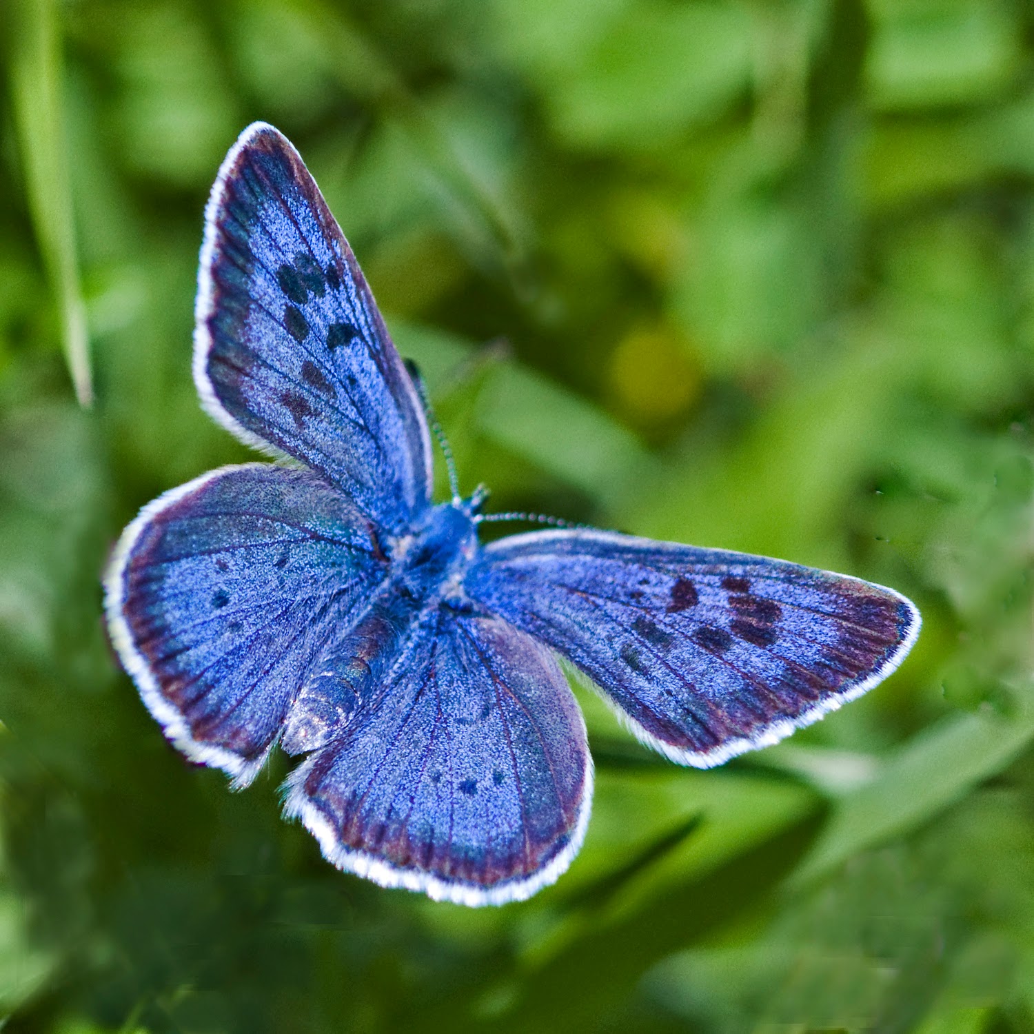 Butterflies, Dragonflies, Moths & other Insects: Large Blue