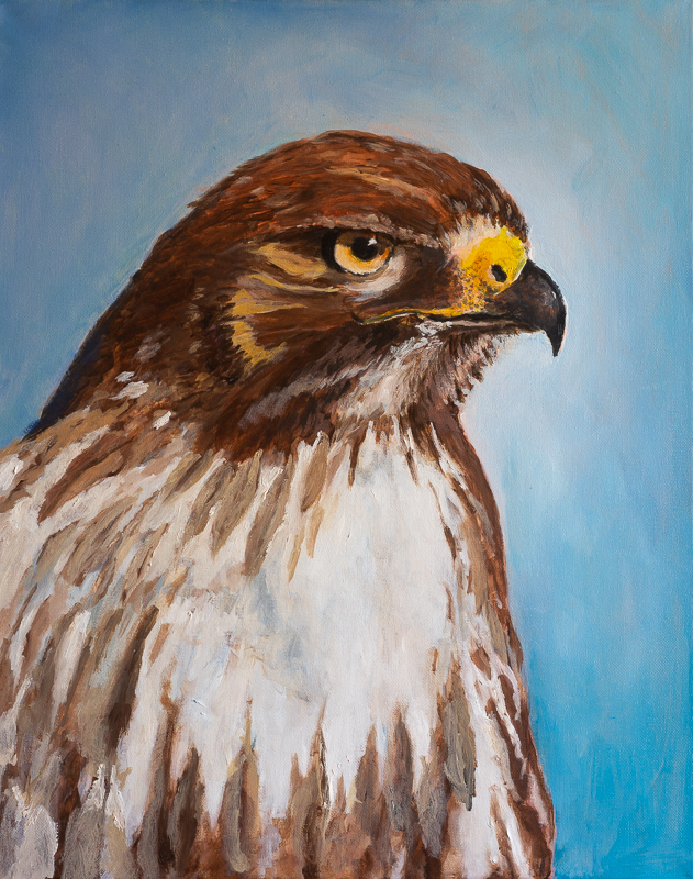 MOSHE: Red Tailed Hawk Portrait Work in Progress 4