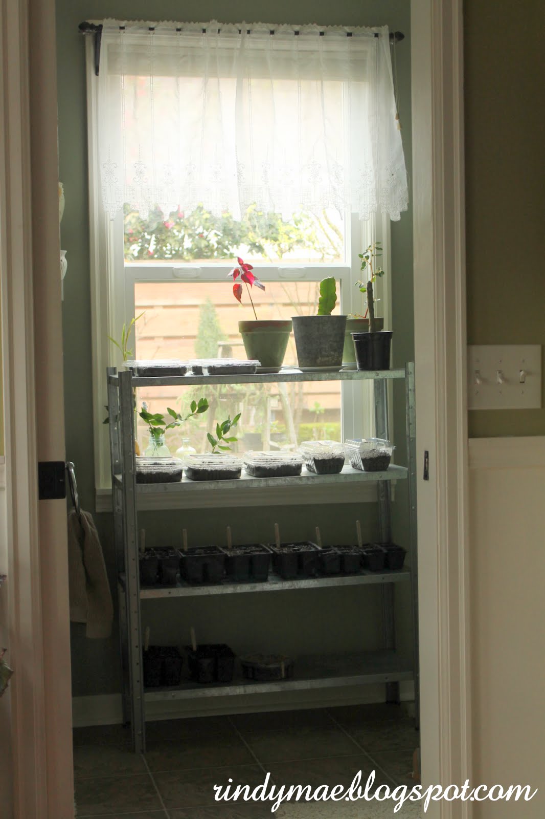 Rindy Mae: Temporary Grow Operation