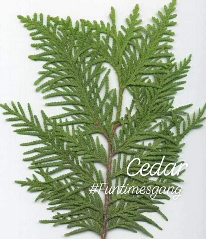 Kelly's Classroom Online: Native American - Indigenous Immune Boosting ...