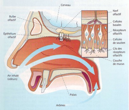 L'odorat, un sens universel et personnel: Du nez au cerveau...