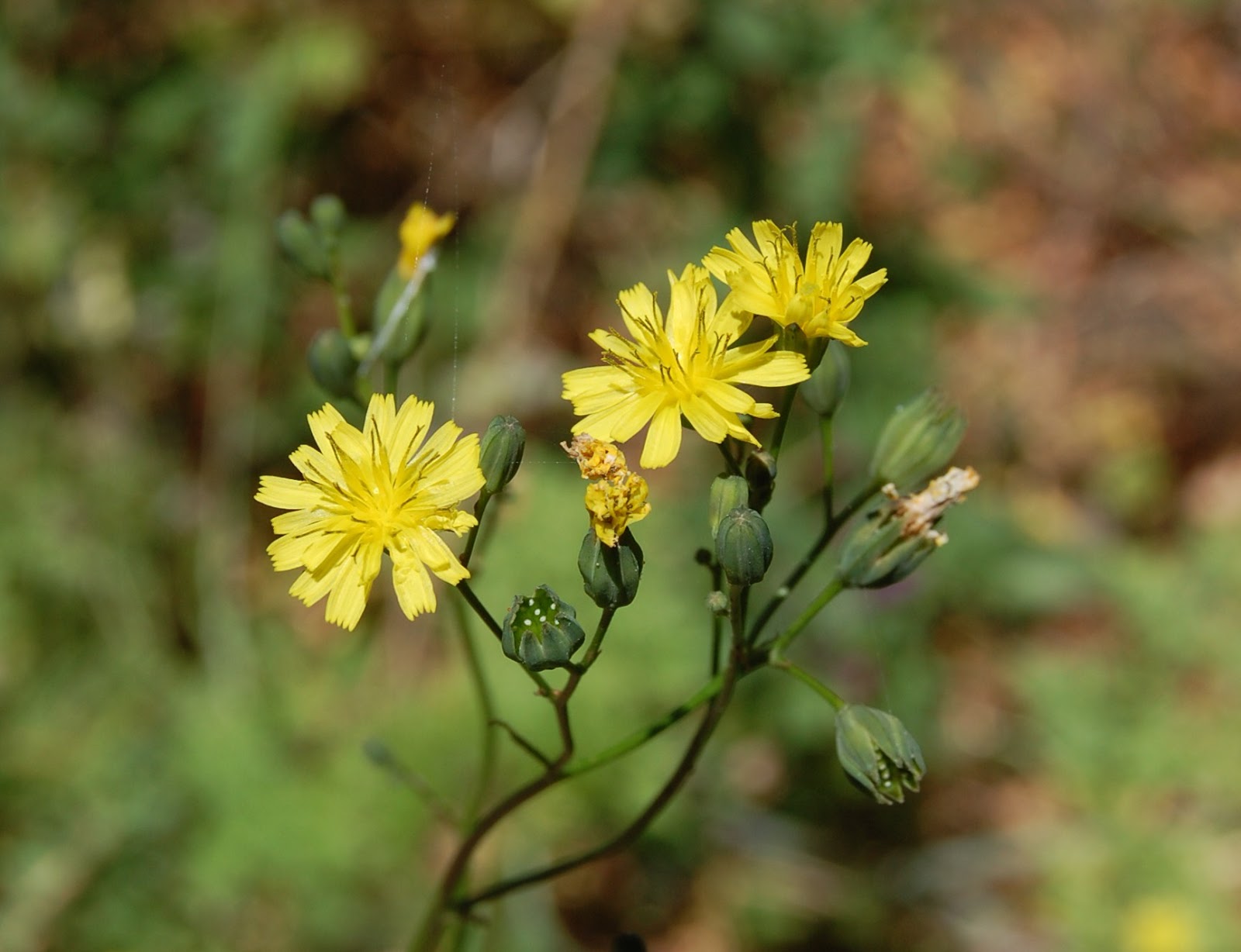 Plantas: Beleza e Diversidade: Lapsana (Lapsana communis subsp. communis)