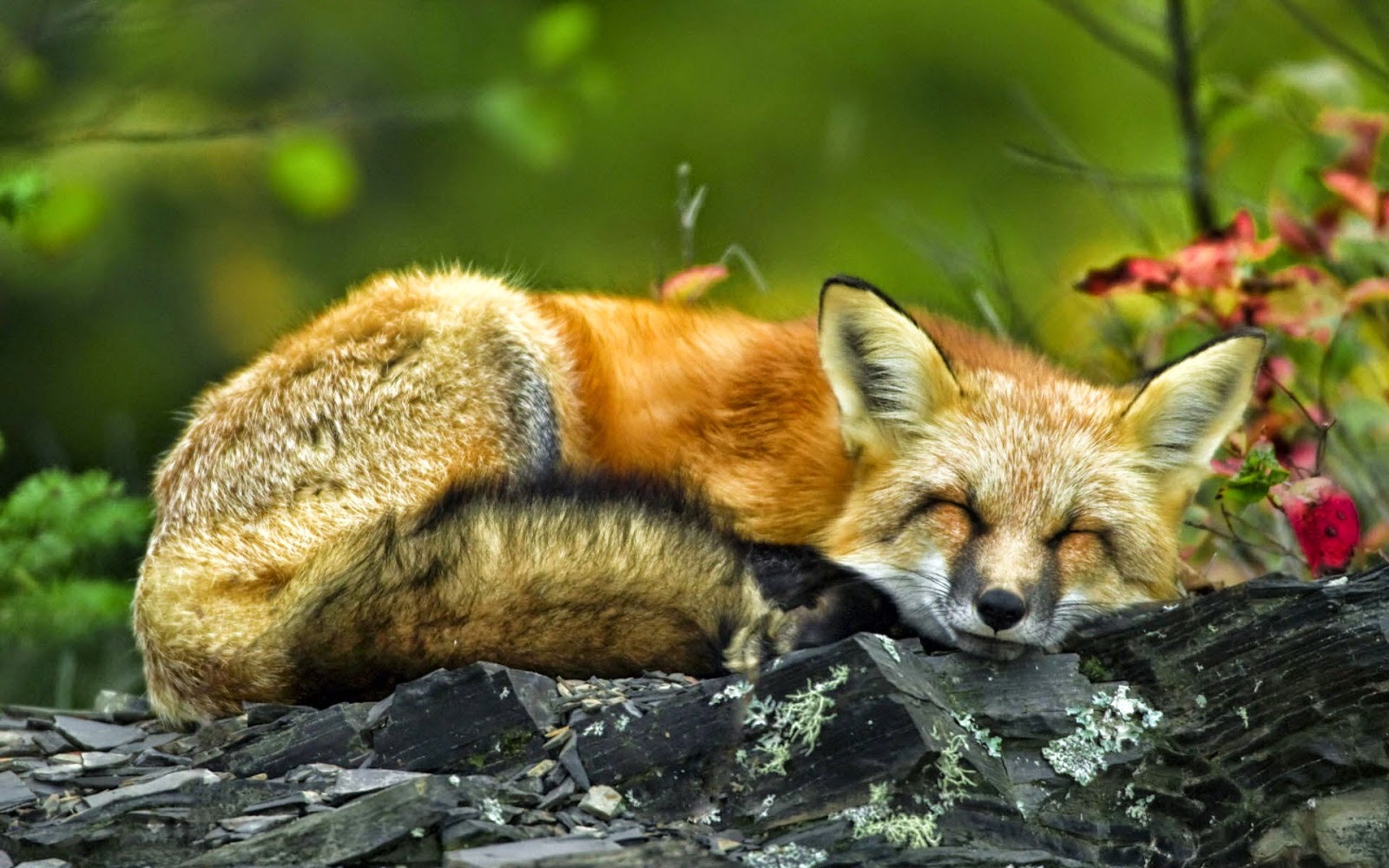 Fox - HD Wallpapers | Earth Blog