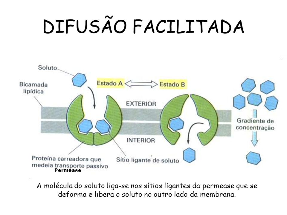 Membrana plasmática: Transporte passivo | Biologia: A ciência da vida