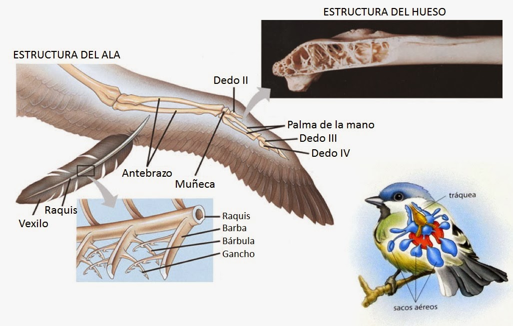 Palaeos, la historia de la Vida en la Tierra: Notas cortas: Alitas de pollo y la evolución de ...