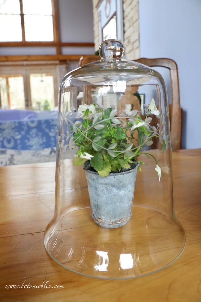 Botanic Bleu: Spring Cloche Collection for French Country Style