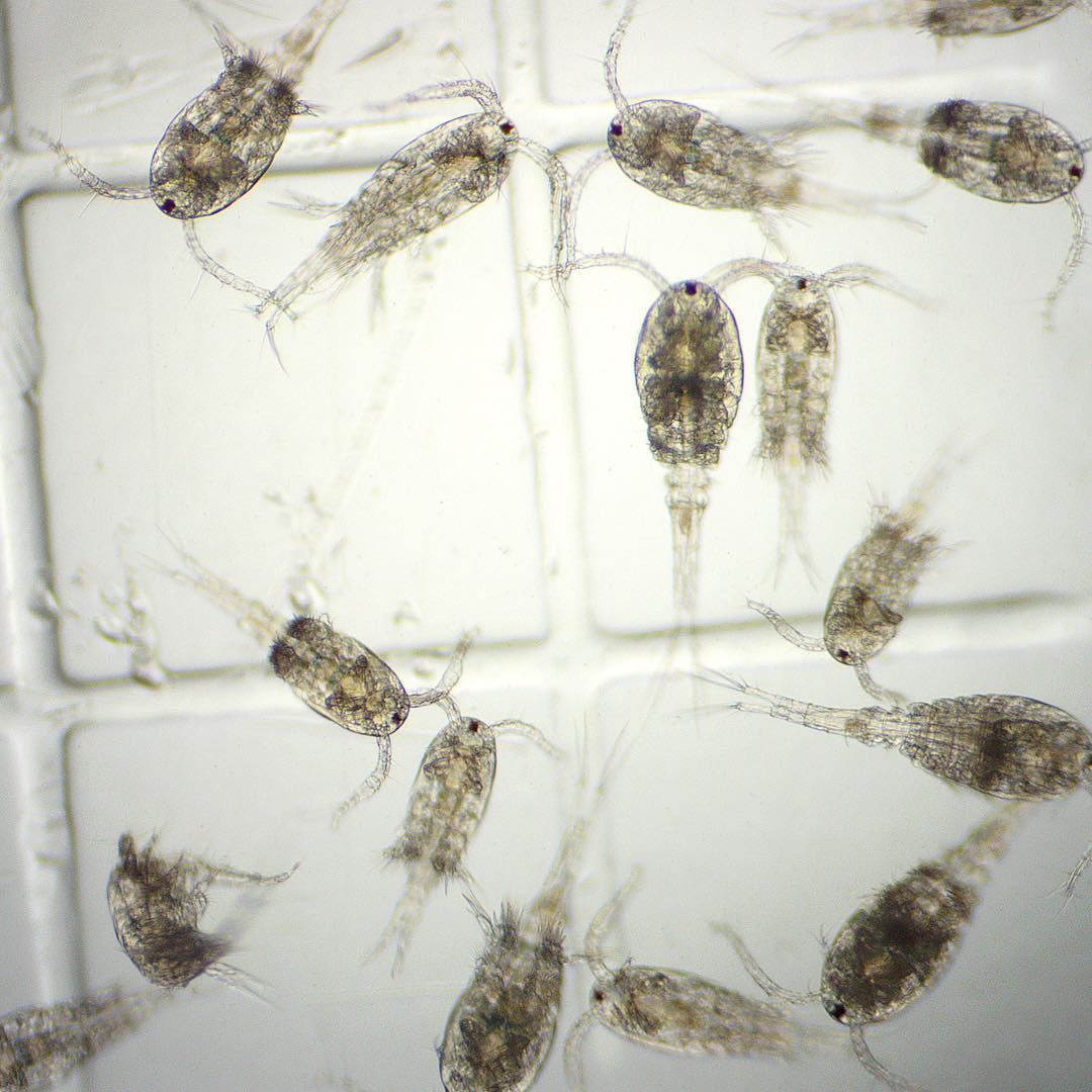Jual Copepoda Live Zooplankton