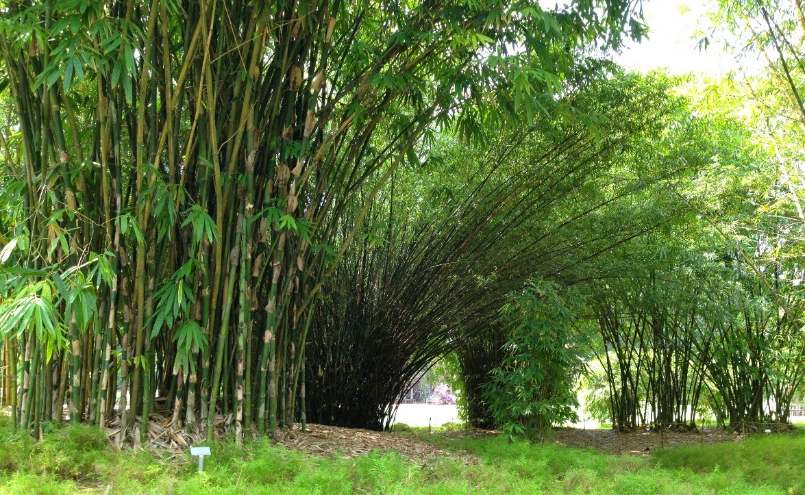 Susan's Blog: Complete Guide to Singapore Botanic Gardens( Part 1)