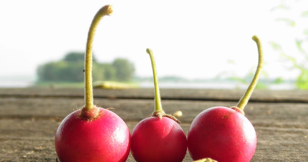 Talok, Tanaman Perindang Yang Kaya Manfaat - PERPUSBAGUS