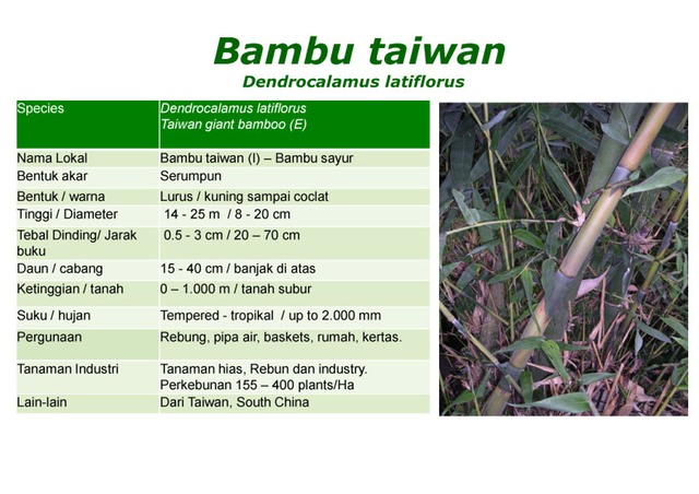 Jenis dan ciri tumbuhan Bambu serta Manfaatnya - Jenisajatitik