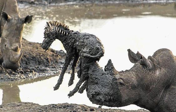 BIRDS & DAFFODILS: RHINO SAVING BABY ZEBRA STUCK IN THE MUD ~ ANIMAL ...