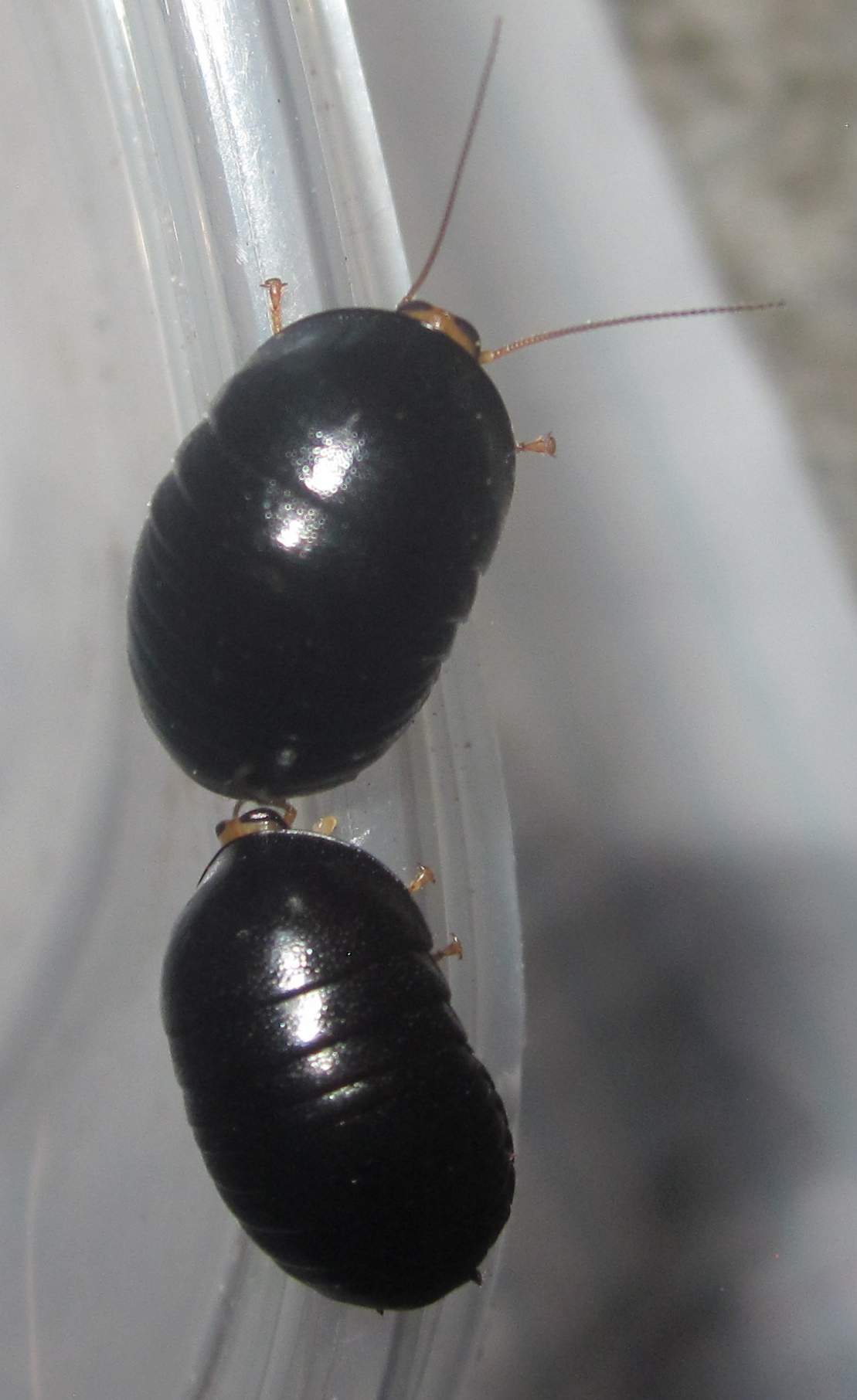 Invertebrate Dude: Perisphaerus punctatus: New Roly Poly Roaches!!!