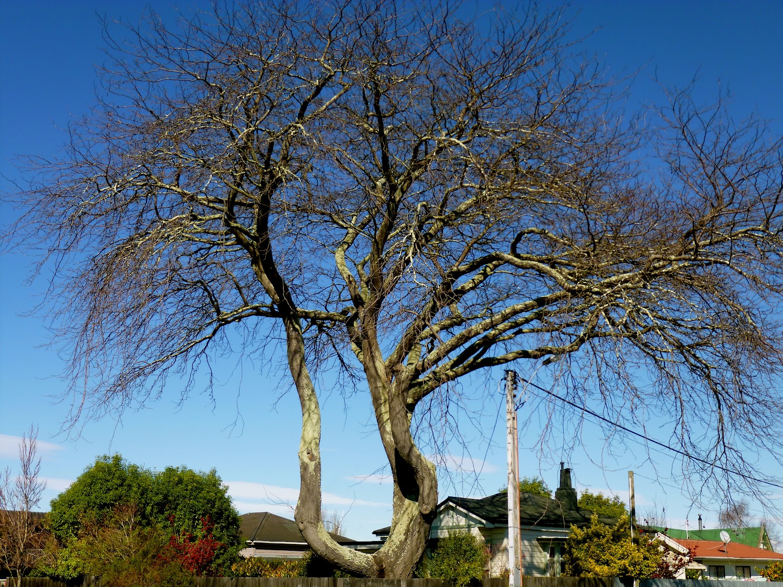 Our New Zealand Adventures: SPRING TIME IN NEW ZEALAND