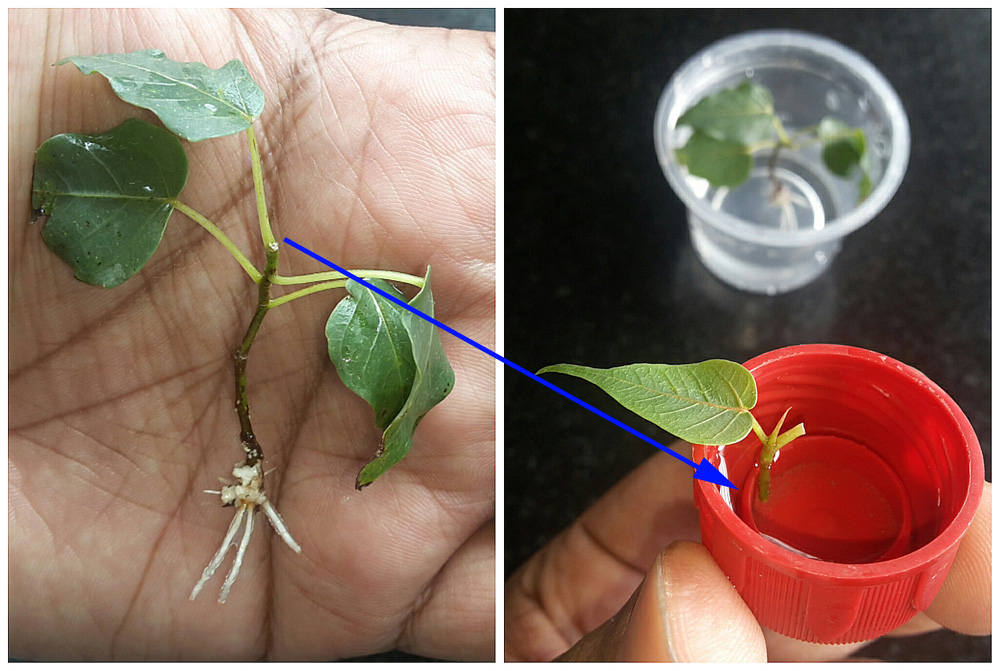 Instant - Bonsai - For - Everyone: Rooting In Water For Mini Bonsai ...