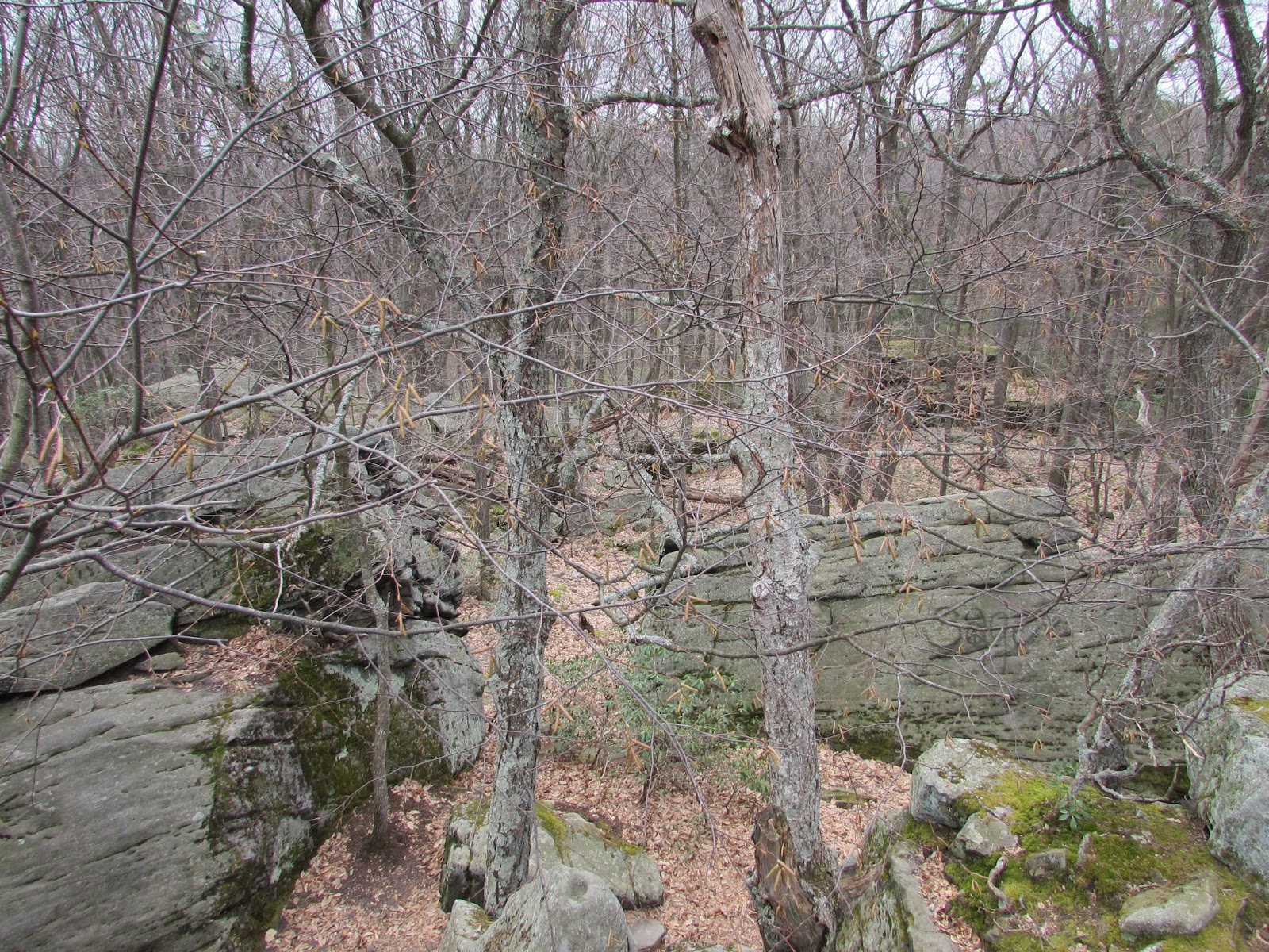 Beartown Rocks: A Rock City in Clear Creek State Forest, Jefferson ...