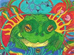 ESTAS DIVINIDADES PSIQUEMOLAN: BUFO ALVARIUS : EL SAPO DEL AMANECER (DMT)