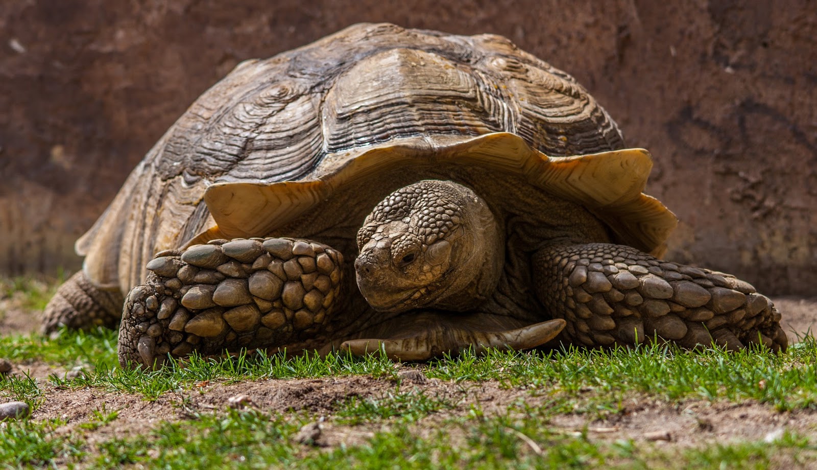 Walking Arizona: Giant Tortoise