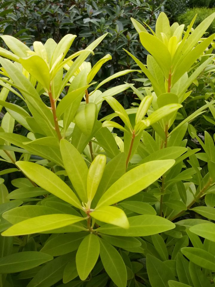 Future Plants by Randy Stewart: Illicium - Anise Tree