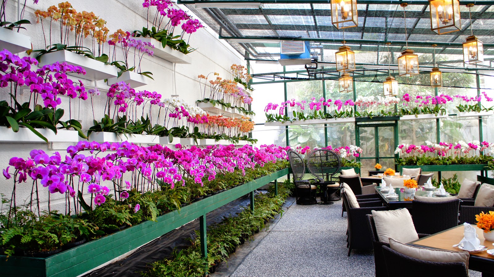 Waiii Sek Meowsss: The Orchid Conservatory @ The Majestic Hotel