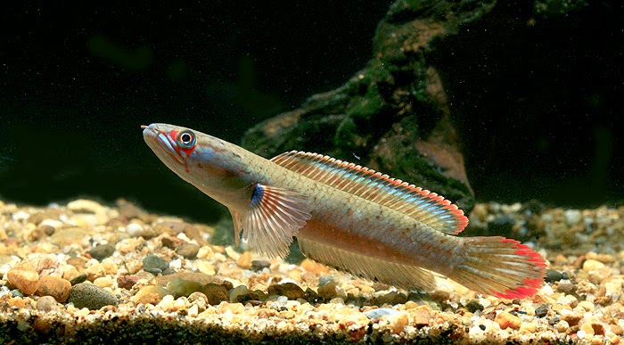 Mahamaya Hiko: Jenis jenis snakehead fish (Channidae family)