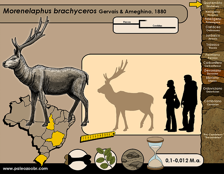 Los cérvidos sudamericanos: la Tierra Prometida