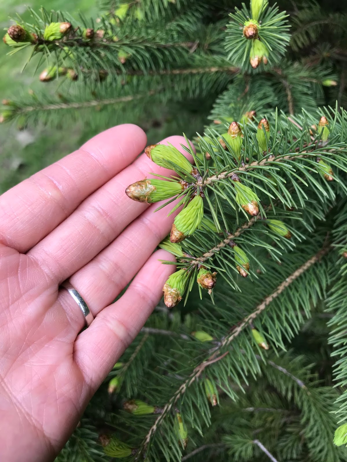 Once upon a cook: Pine Tip Rub Pork Belly 松尖豬腩肉