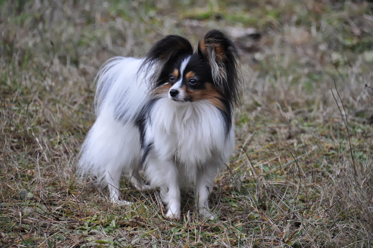 Road's End Papillons : Papillon Dog Road's End Pirate Black Bart