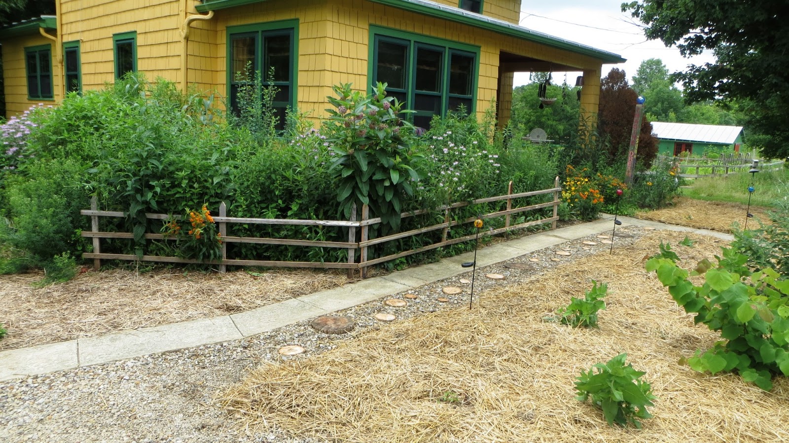 the common milkweed: Tree Cookie Path and Scrap-Wood Fence