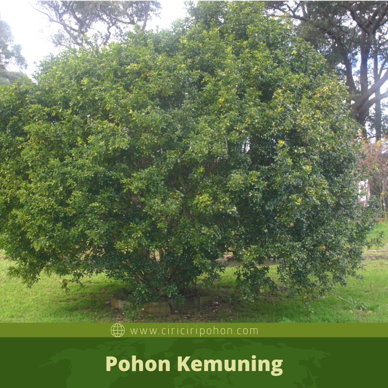 Ciri Ciri Pohon Kemuning (Murraya paniculata) Di Alam Liar ...