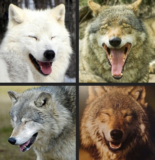 White Wolf : 14 Funny Wolf Pictures That Will Put A Smile On Your Face