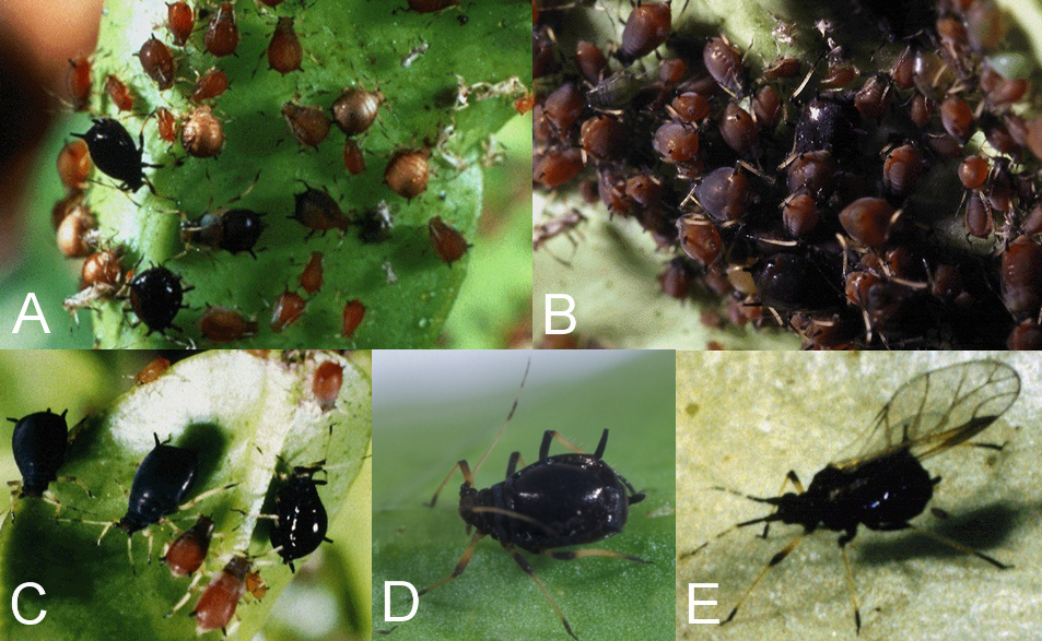 silahkan sms: Hama Jeruk: Kutu-Pucuk-Jeruk Cokelat