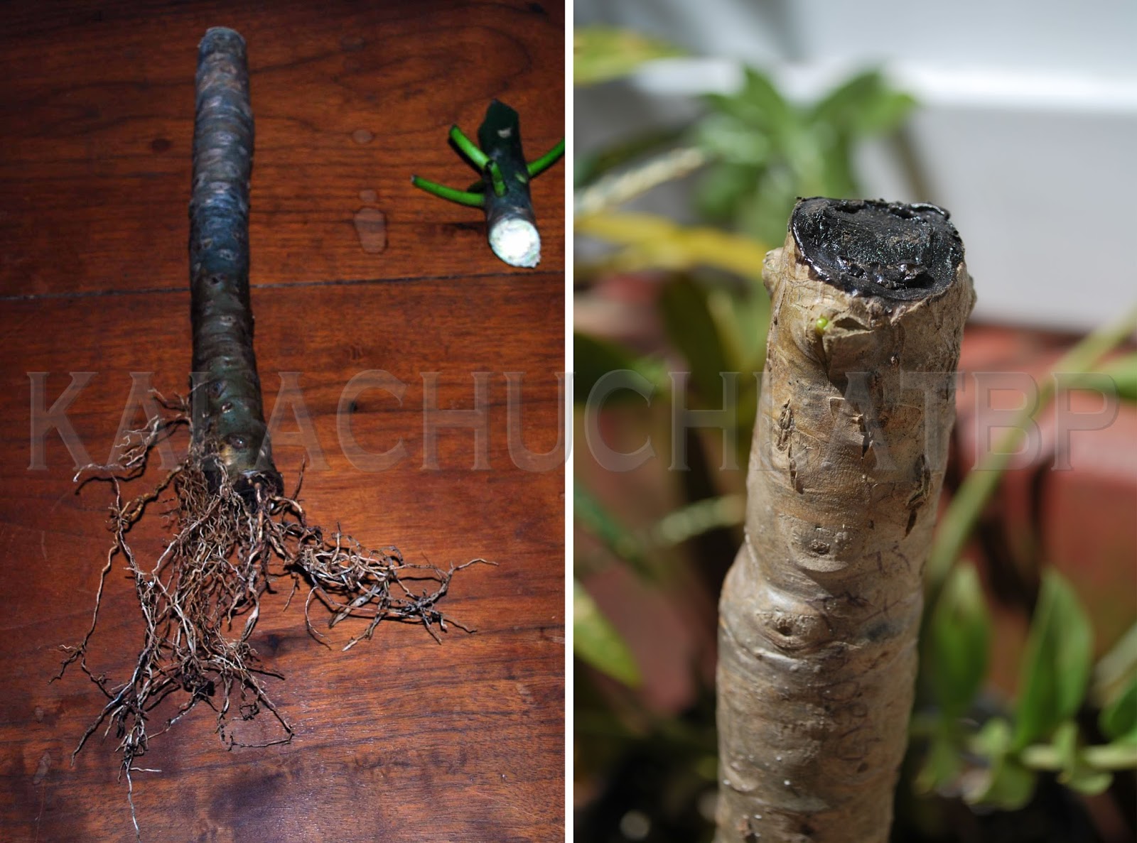 Kalachuchi Atbp: The Secret Kalachuchi Page