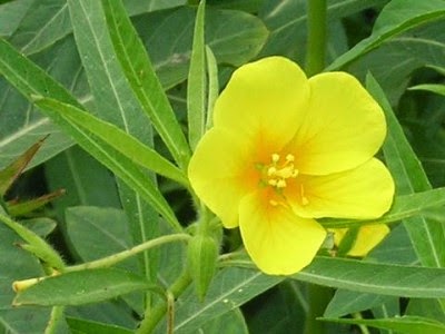 Las plantas medicinales y sus usos : LA ONAGRA Y SUS USOS