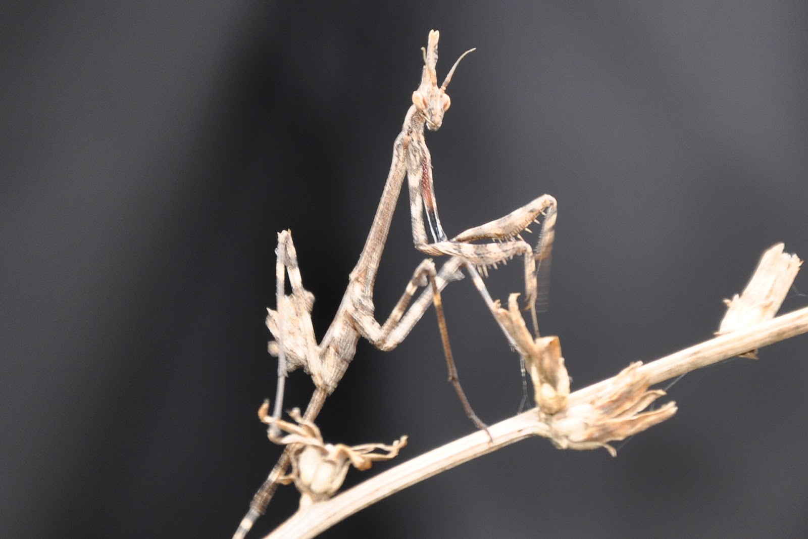 Cuaderno de una bióloga de bota: La mantis palo