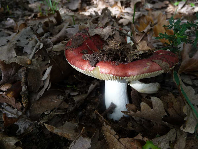 r o b i n 's y a r d: Russula