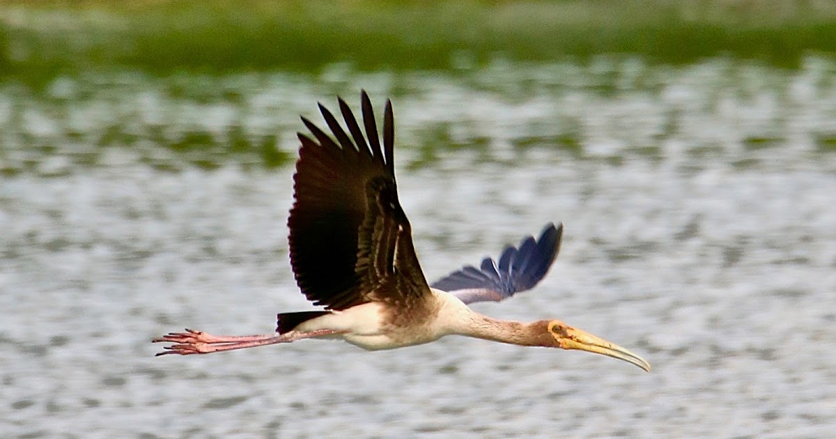 Painted Stork Stand Still and Rest