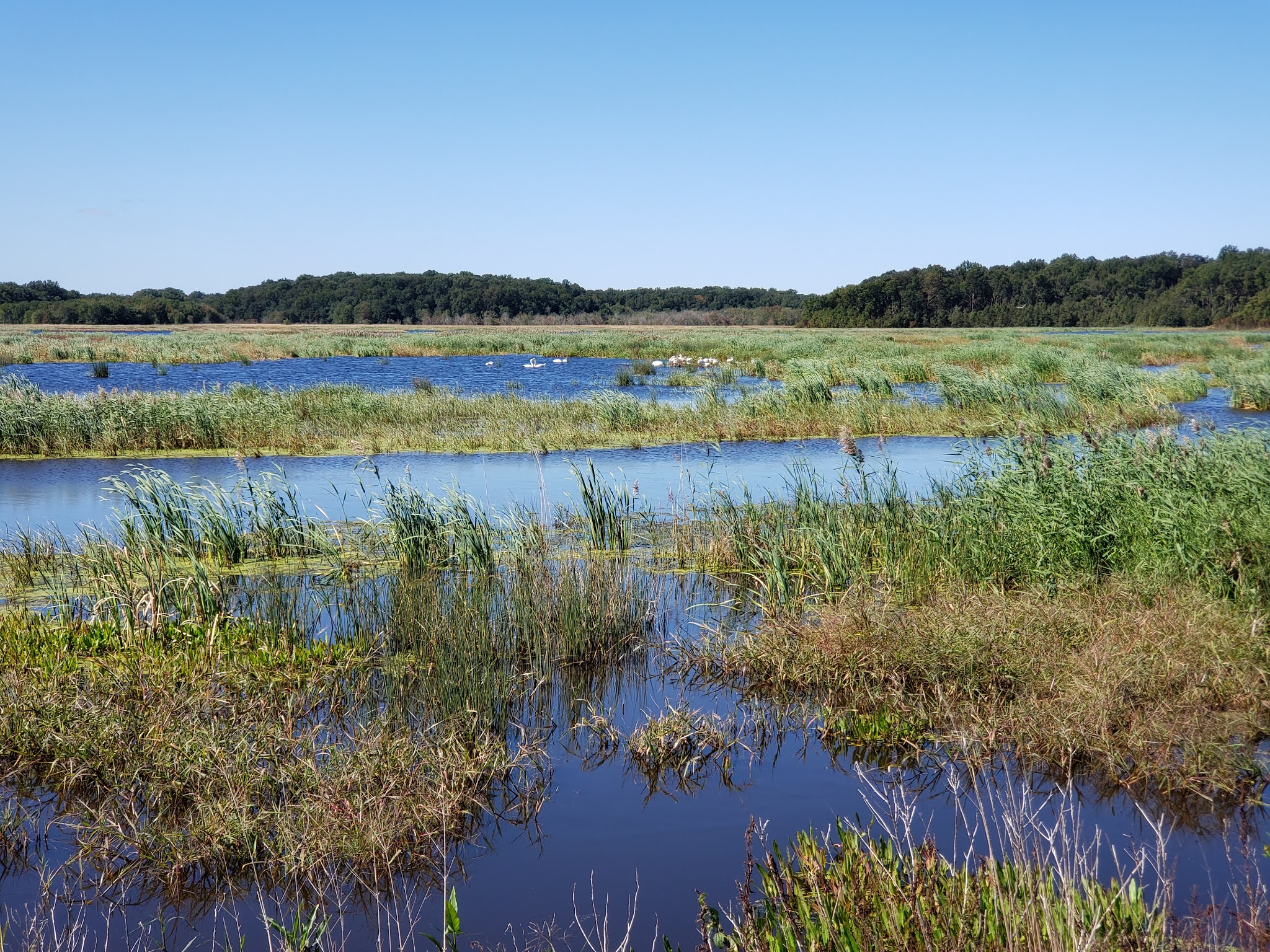 Bombay Hook: One of the Best Birdwatching Sites in the Country