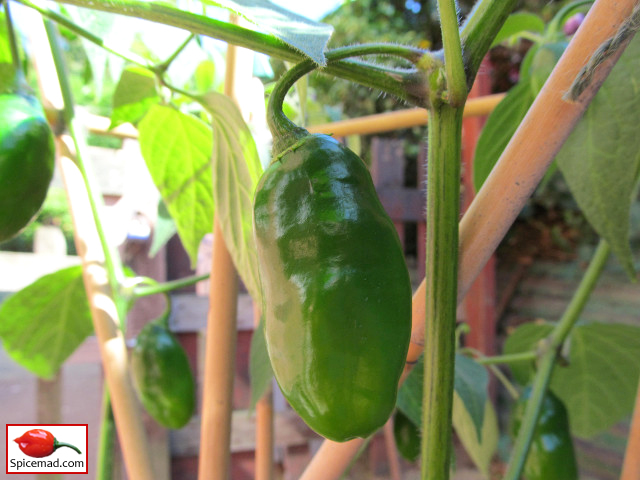 Chilli Plant Update - 18th July 2020