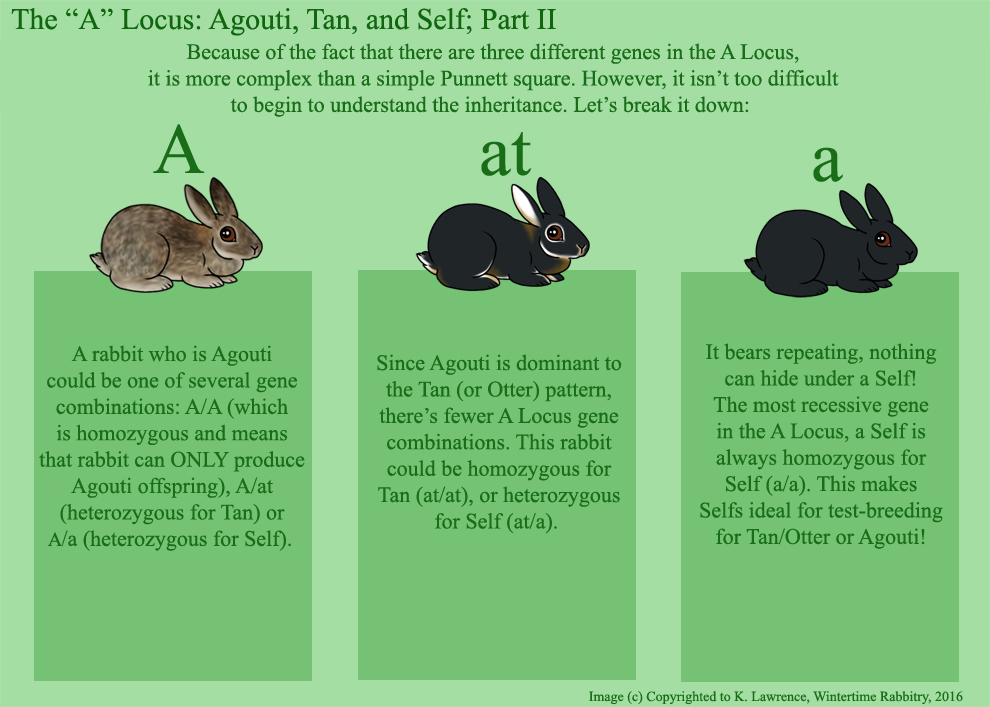Rabbit Genetics And Musings