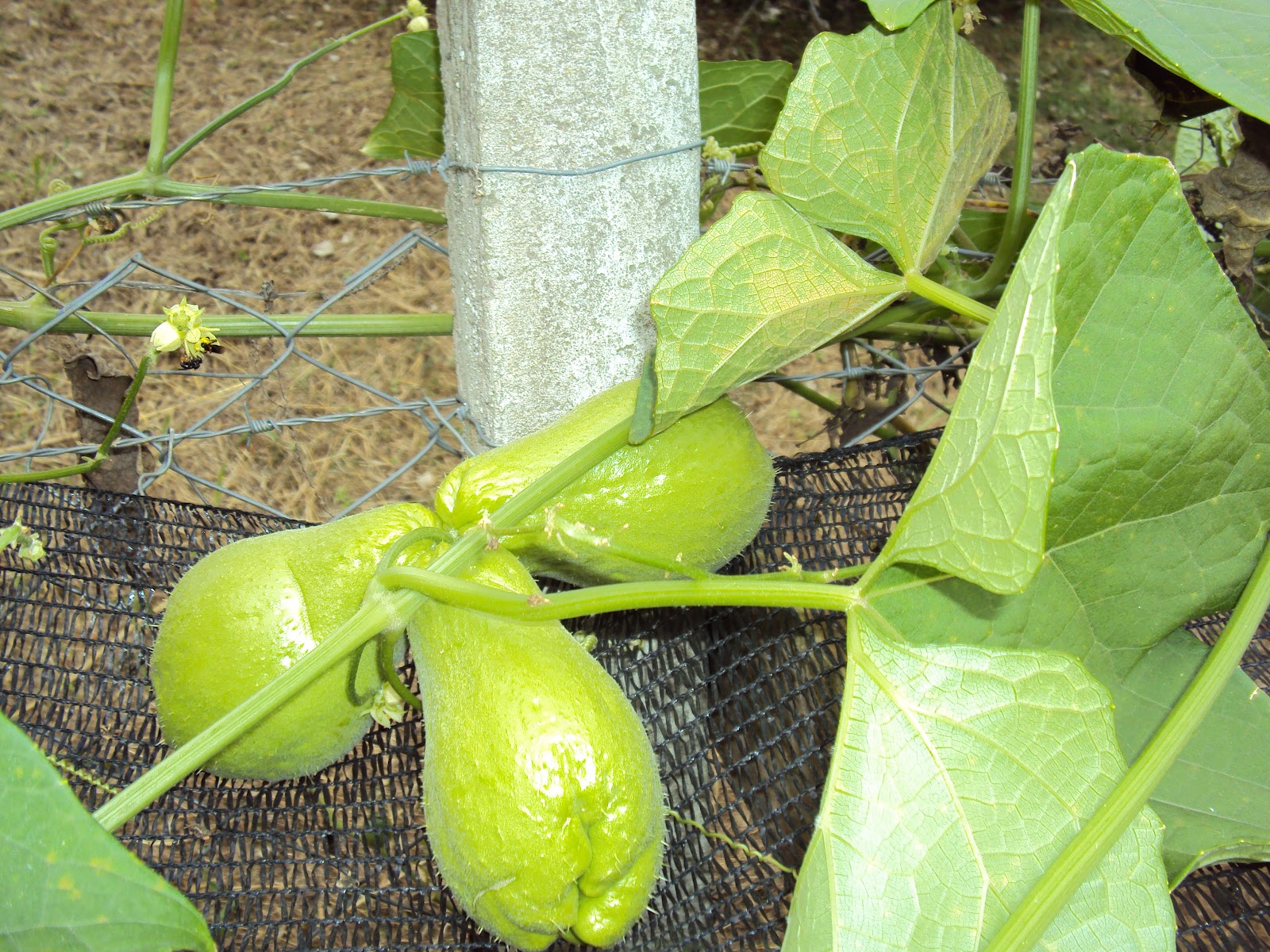 Blog da bióloga - Plante vida: Como Plantar chuchu