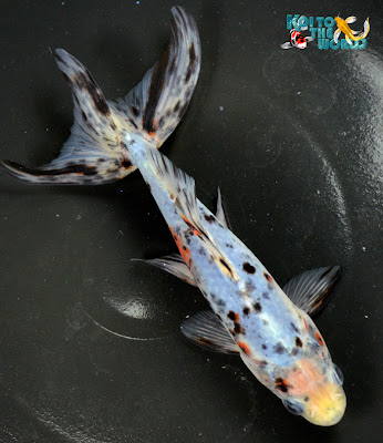 Koi To The World: Watonai Goldfish