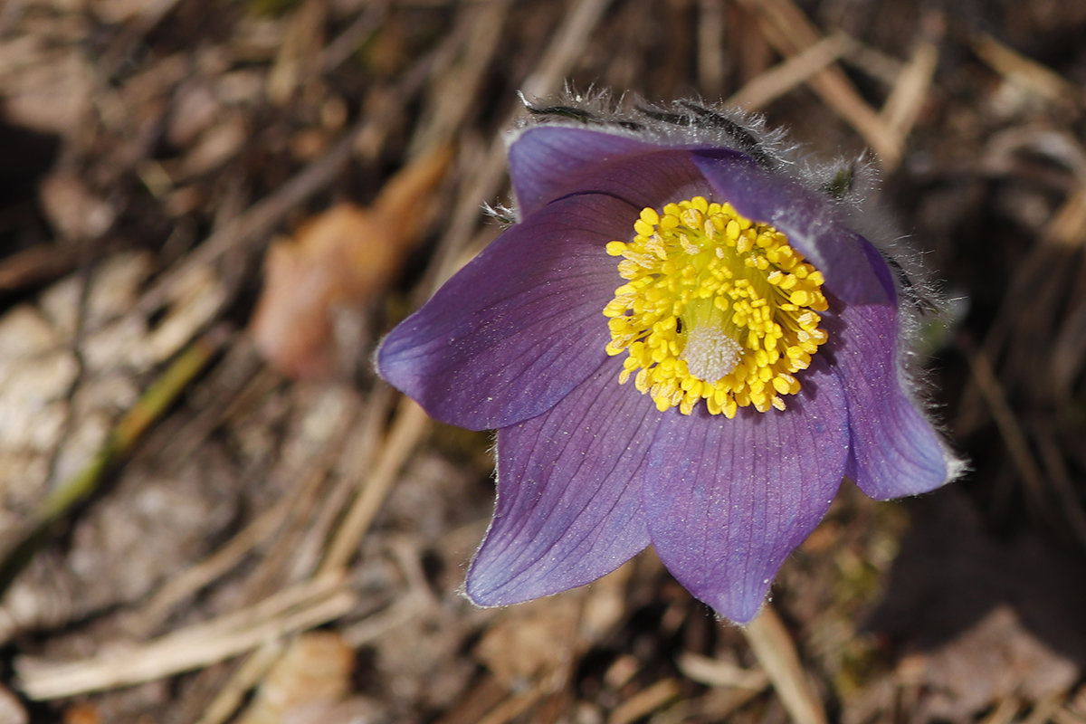 Hämeen kylmänkukka