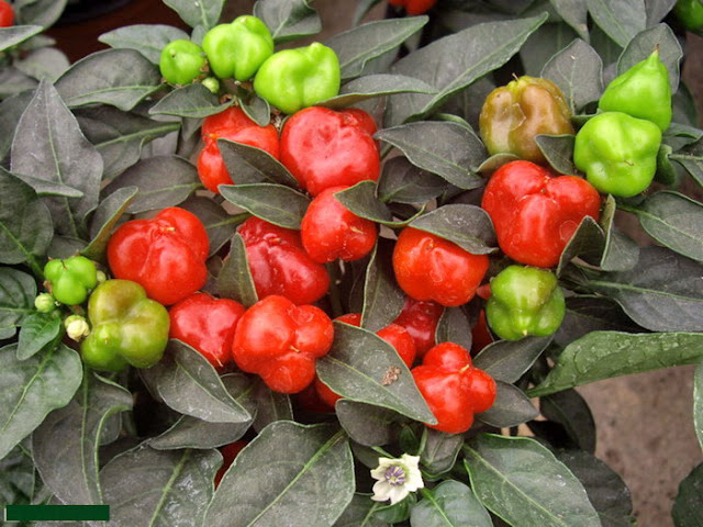 Plantas y flores: Capsicum annuum