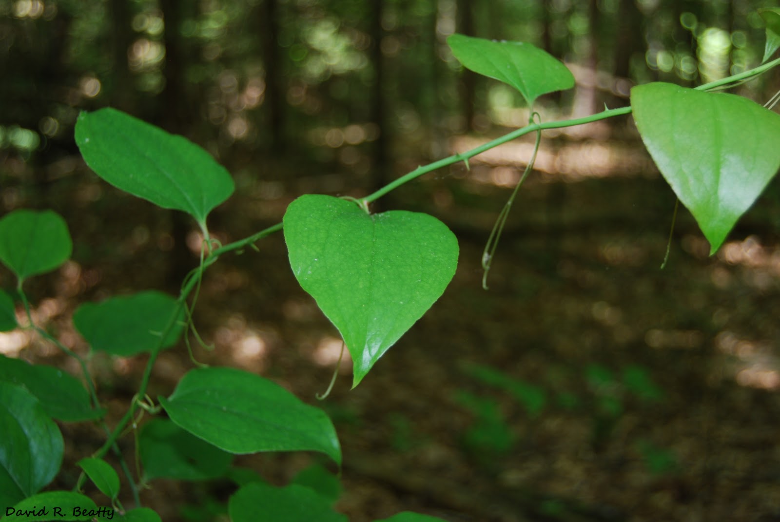Herbal Remedies at Home: MAGICAL PROPERTIES OF PLANTS