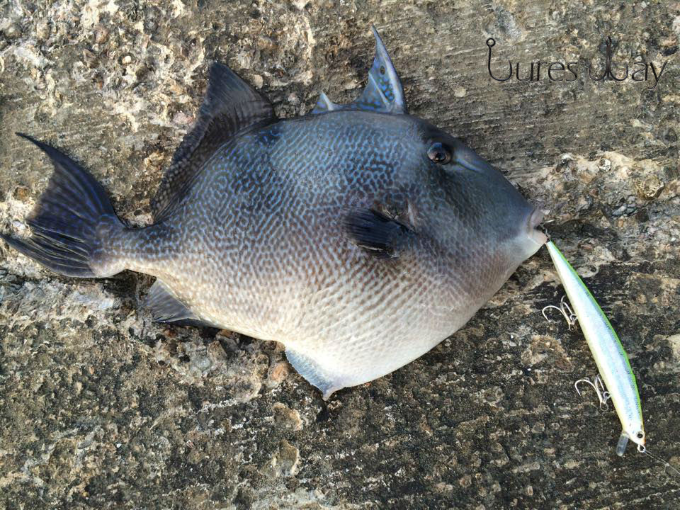 Lures Way: srpnja 2015