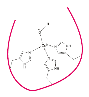 Zinc Metalloenzymes BSc Chemistry Notes